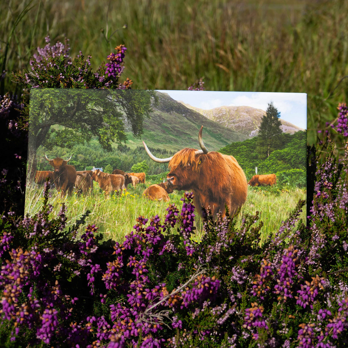 Highland Coos – Applecross Gallery - Photography By Jack Marris